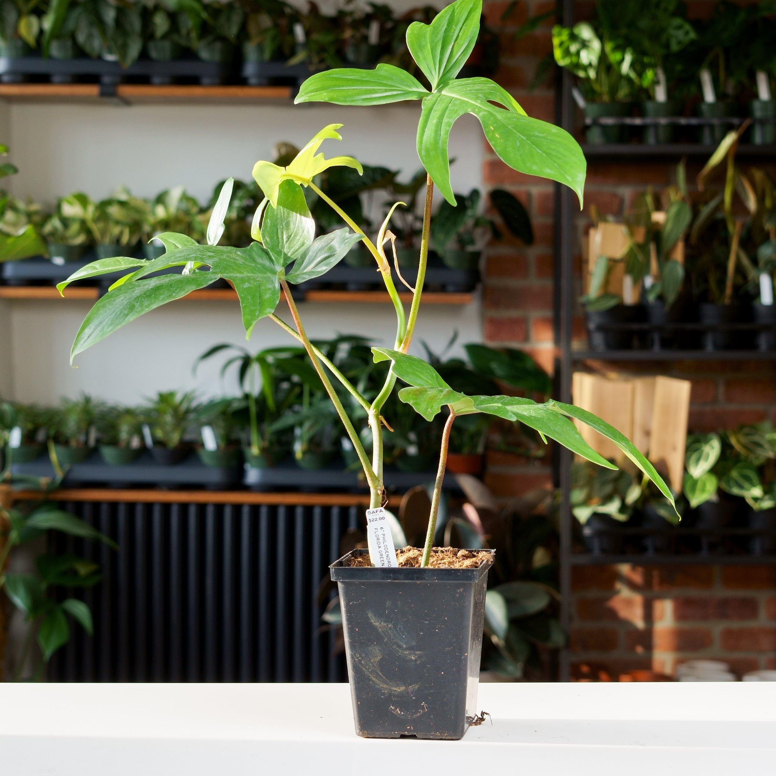 Philodendron Florida Green – Safa Plant Co