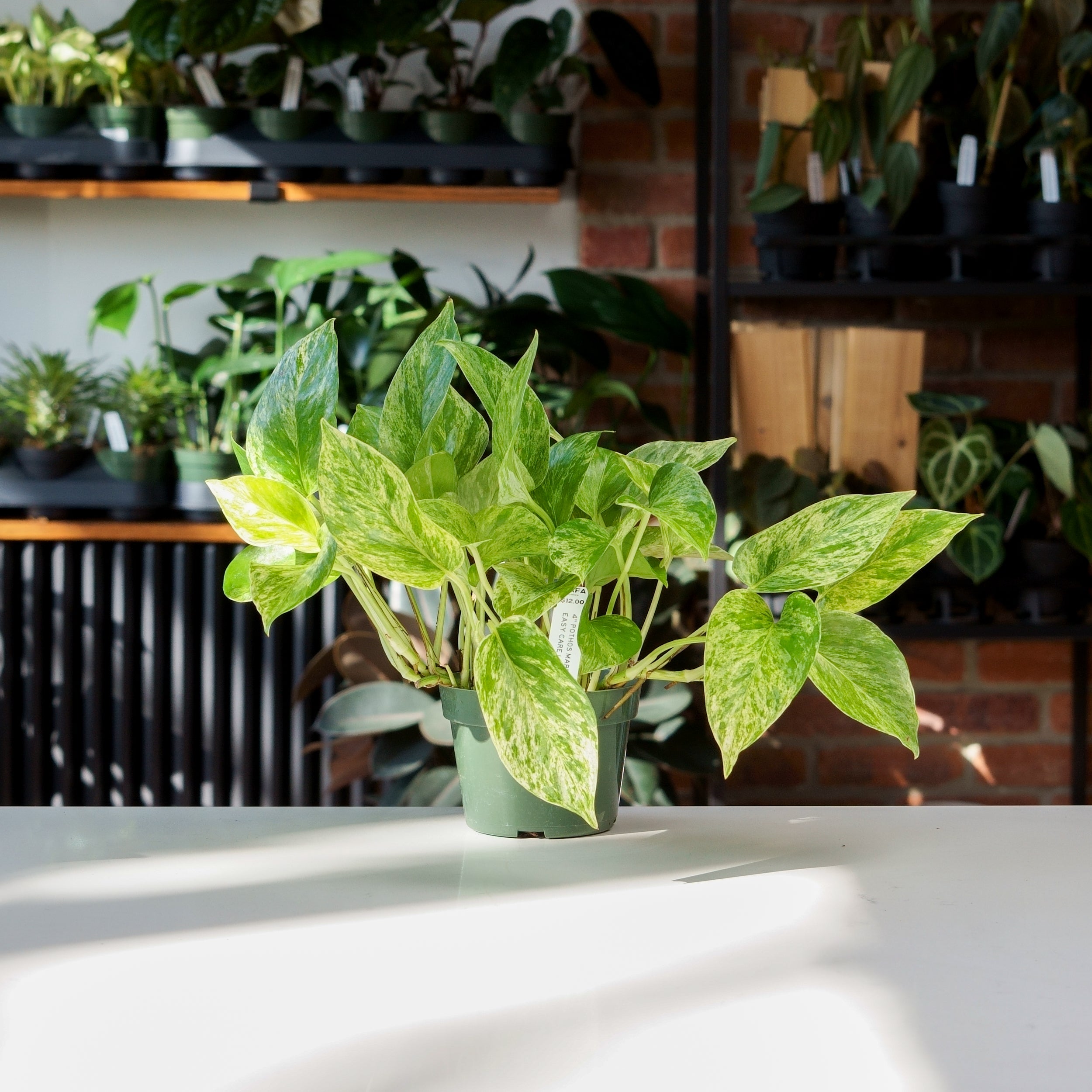 Pothos Marble Queen – Safa Plant Co