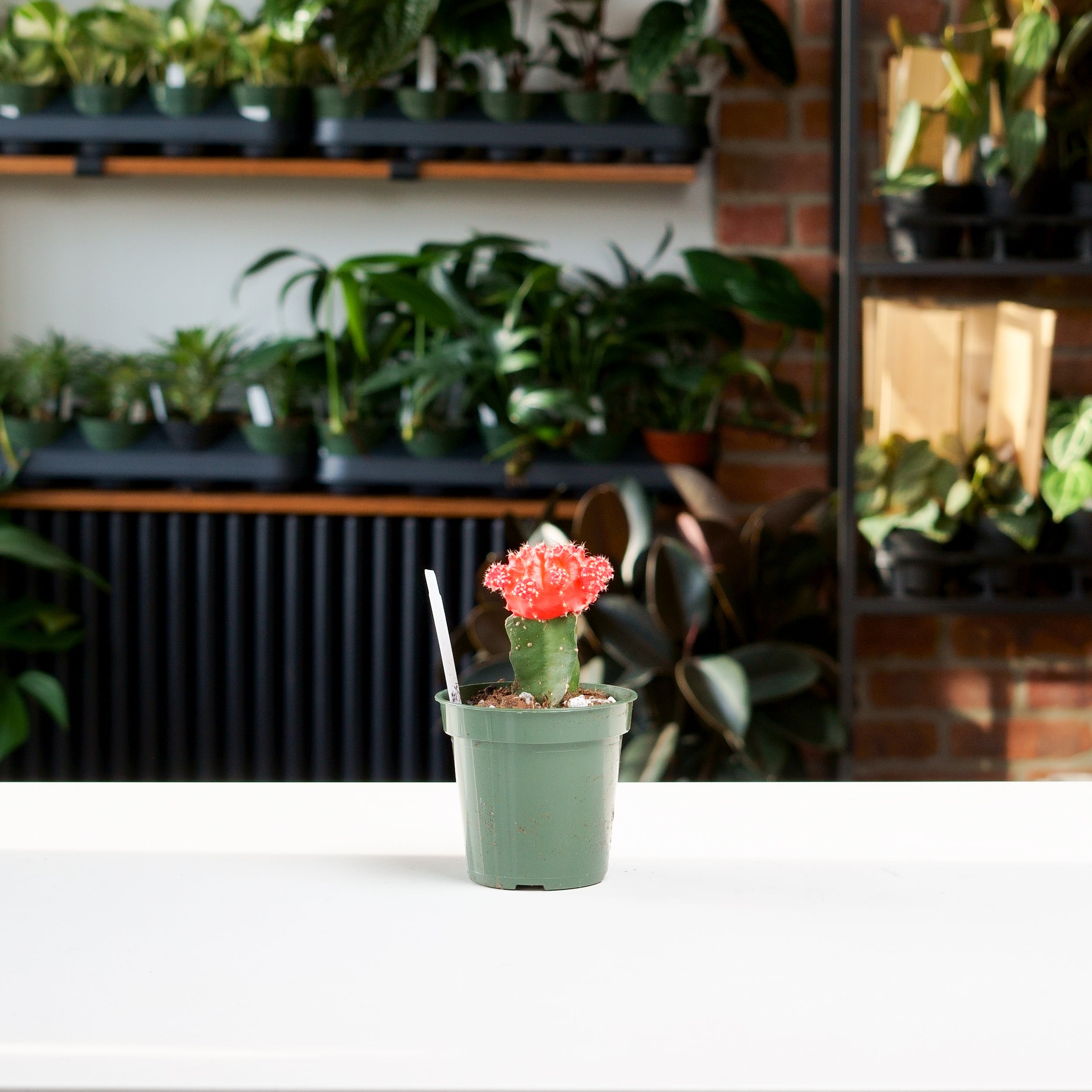 Grafted Cactus – Safa Plant Co