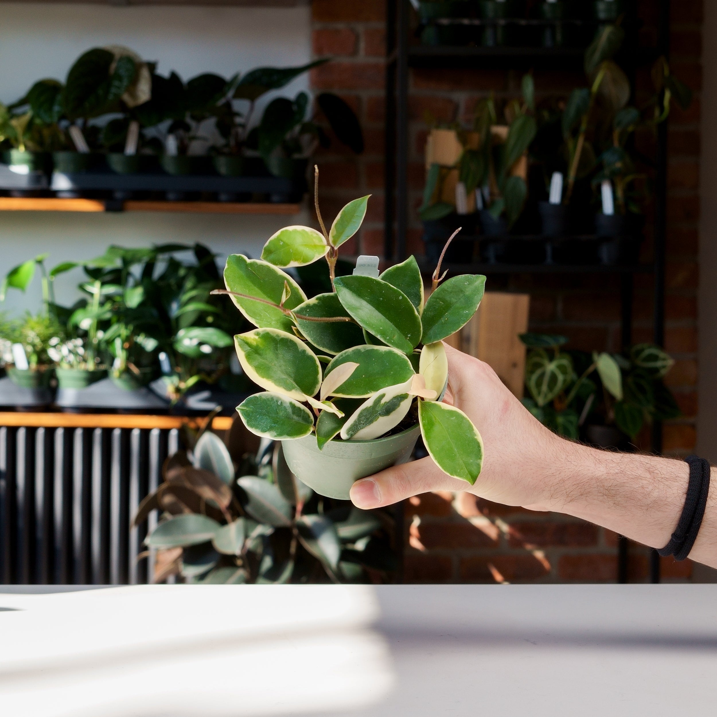 Hoya Carnosa Krimson Queen – Safa Plant Co