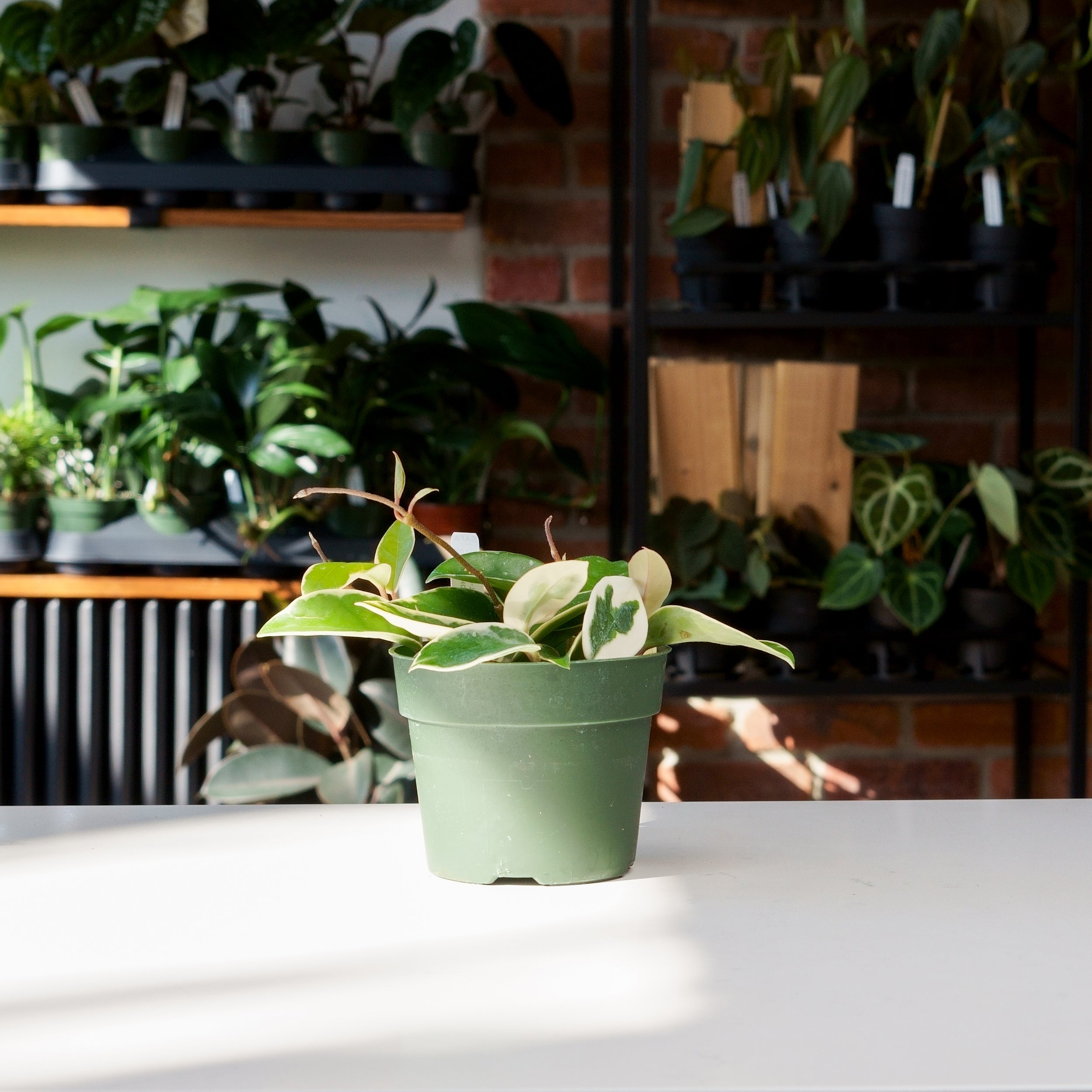 Hoya Carnosa Krimson Queen – Safa Plant Co