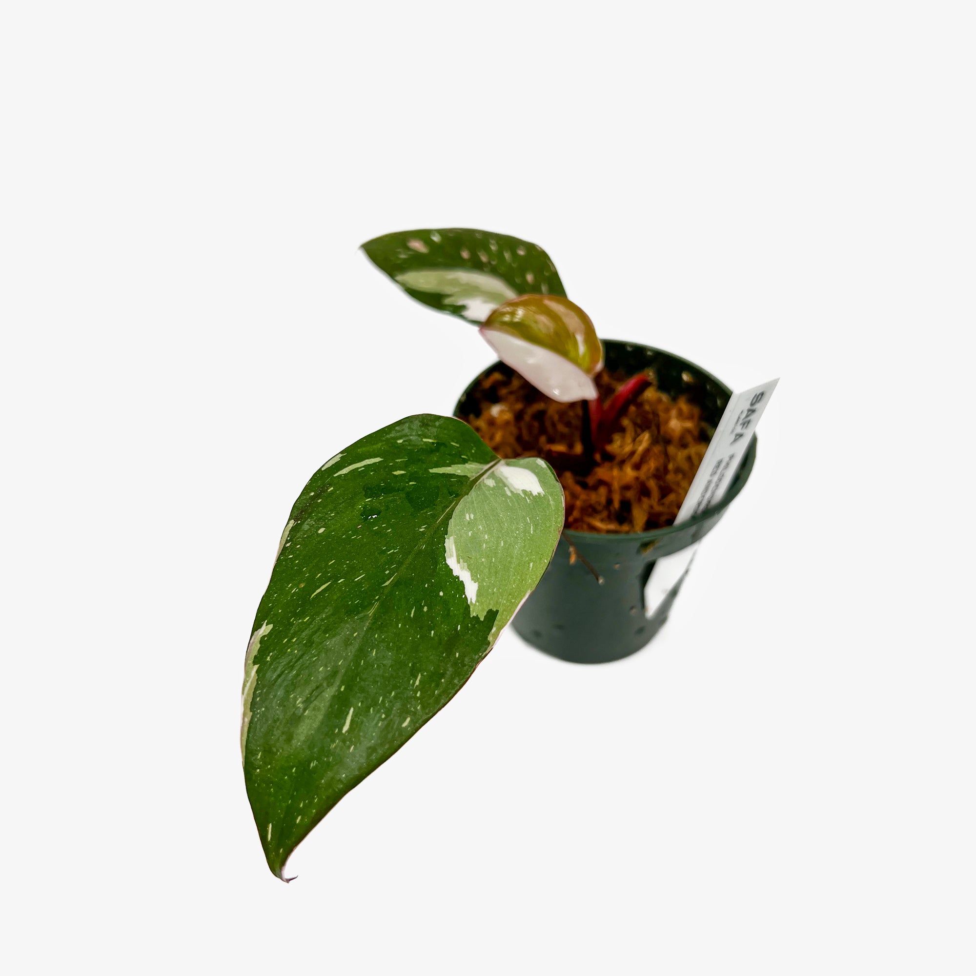 Philodendron Red Anderson – Safa Plant Co