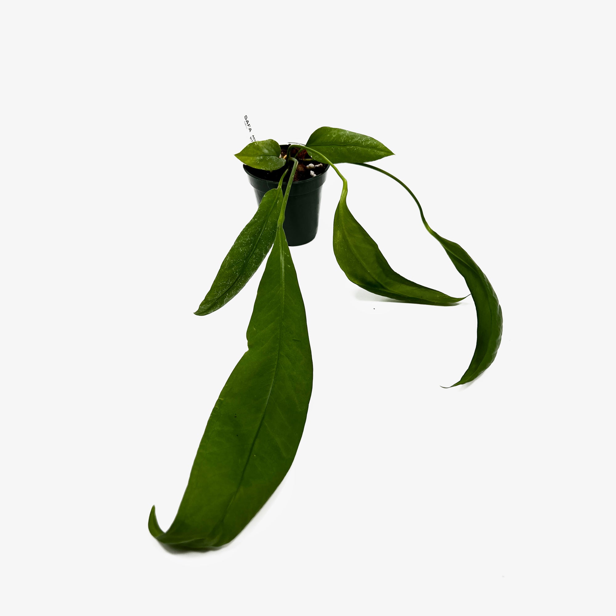 Anthurium Vittarifolium – Safa Plant Co