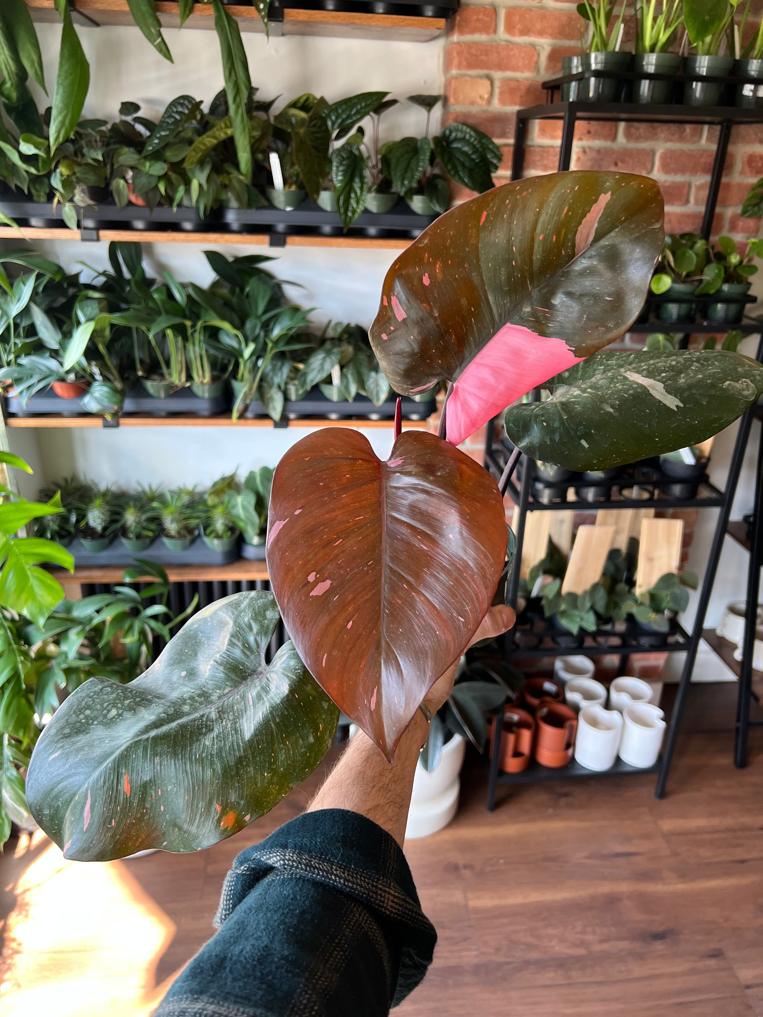 Philodendron Pink Princess – Safa Plant Co